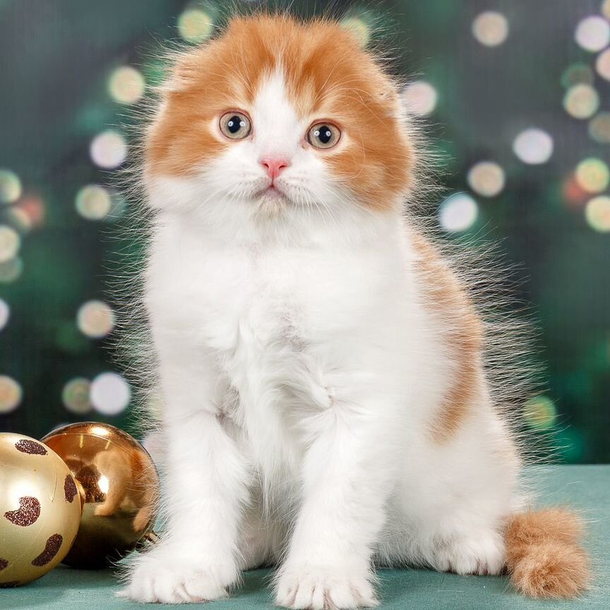 Шотландский вислоухий длинношёрстный котёнок