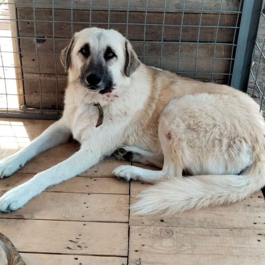 Собака в добрые руки