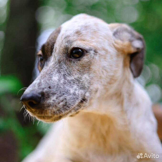 Малышка Тоффи в приюте ждет своего человека