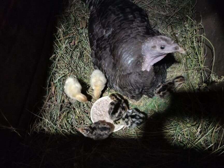 Индюшка с индюшатами