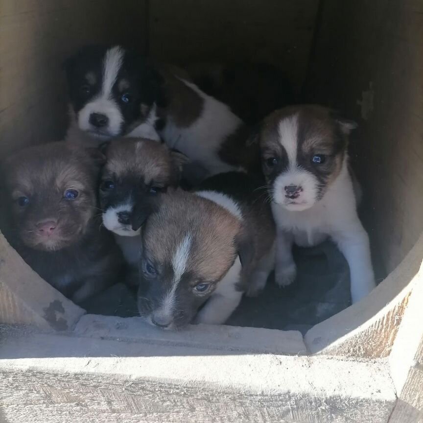 Отдам щенков бесплатно, может кому нужен звоночек