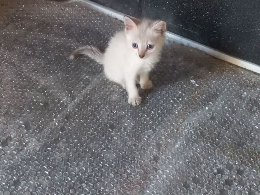 Кошка в дар