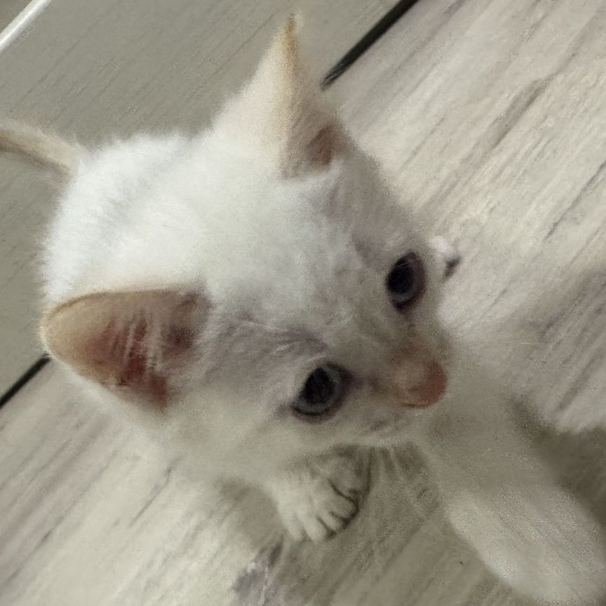 Котёнок в добрые руки