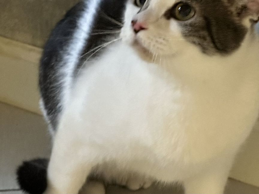 Красивый котик