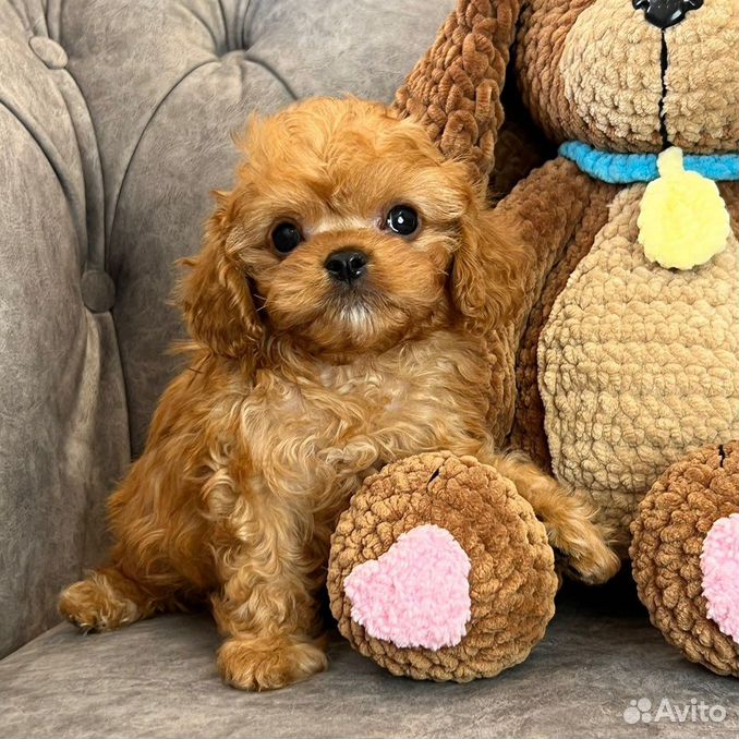 Микро мальчик в типе корейских мальтипу