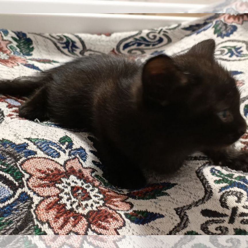 Отдадим девочку, в любящие руки