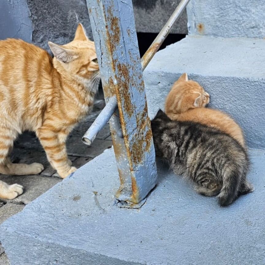Кошечка в добрые руки