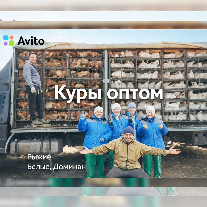 Живые куры, Доминант оптом от фермы