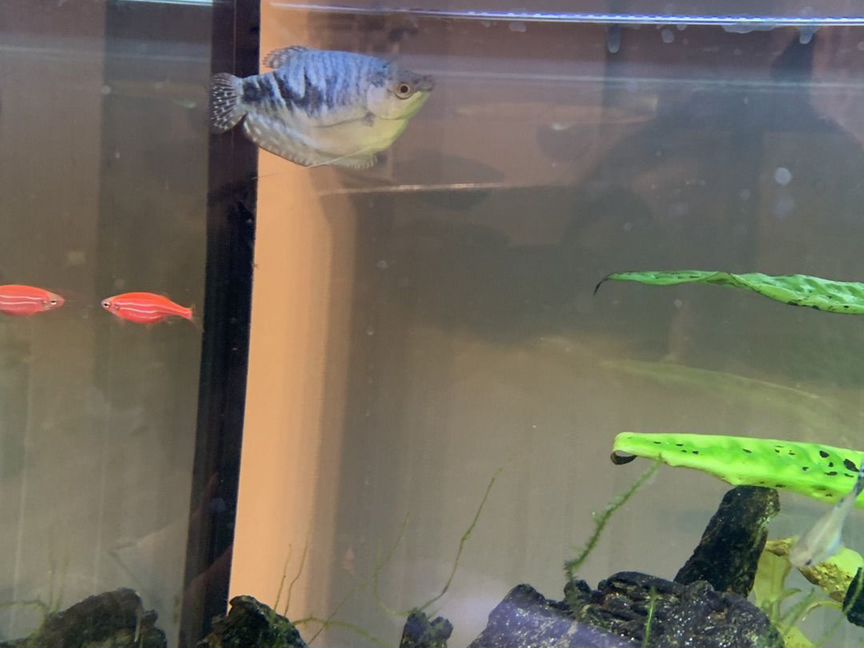 Гурами мраморный и жемчужный