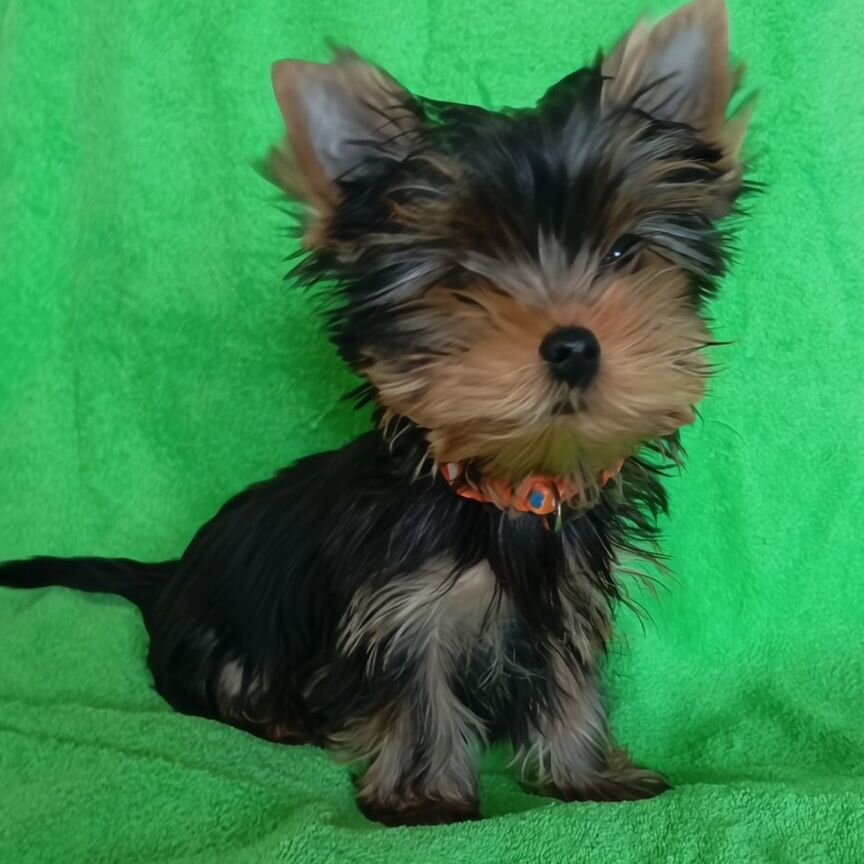 Йоркширский терьер, щенок