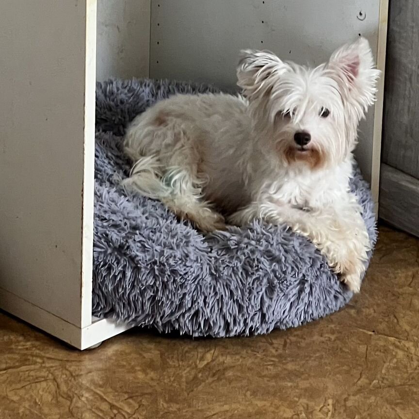 Йоркширский терьер