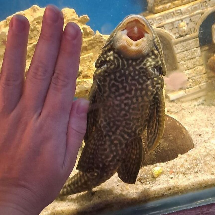 Сом птеригоплихт