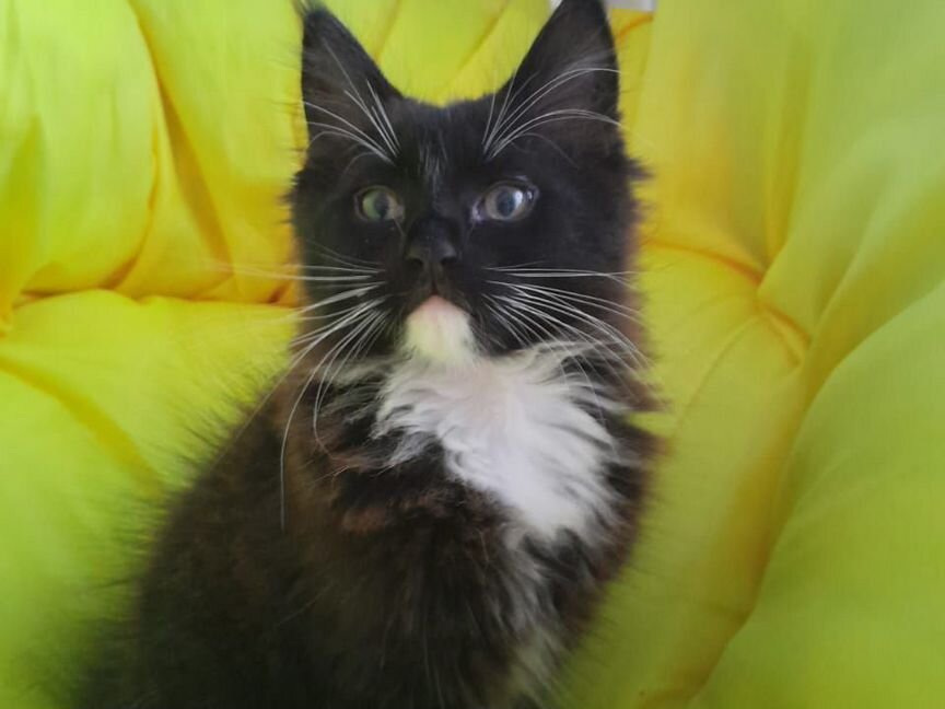 Котенок мейн-кун бесплатно