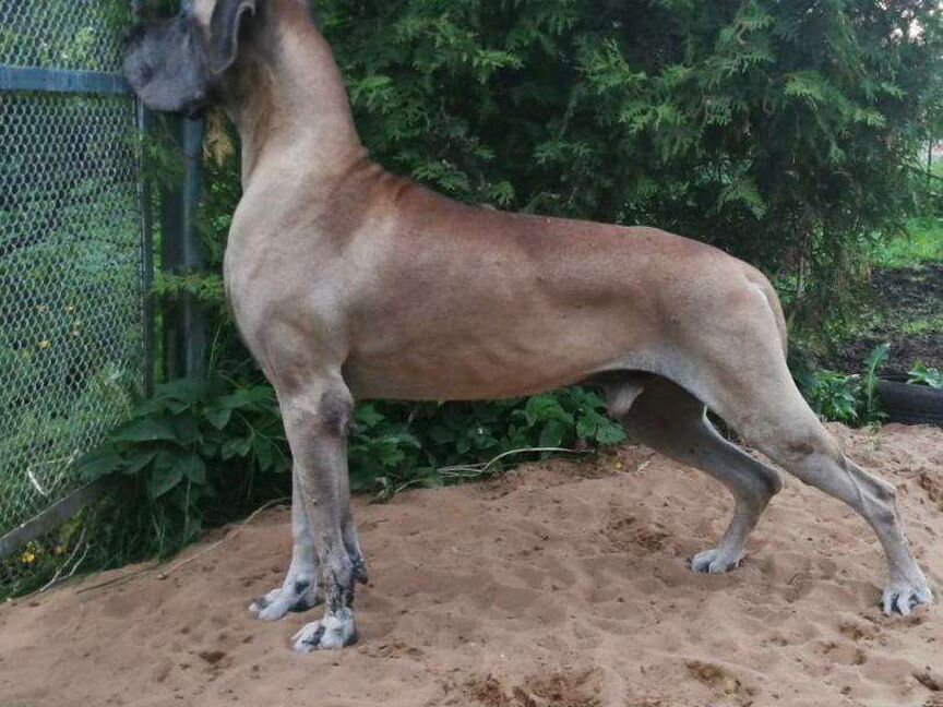 Немецкий Дог, кобель