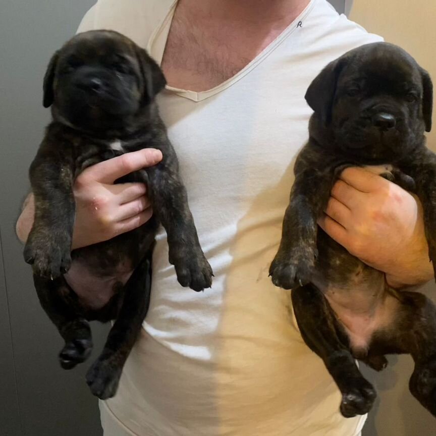 Щенки кане Корсо