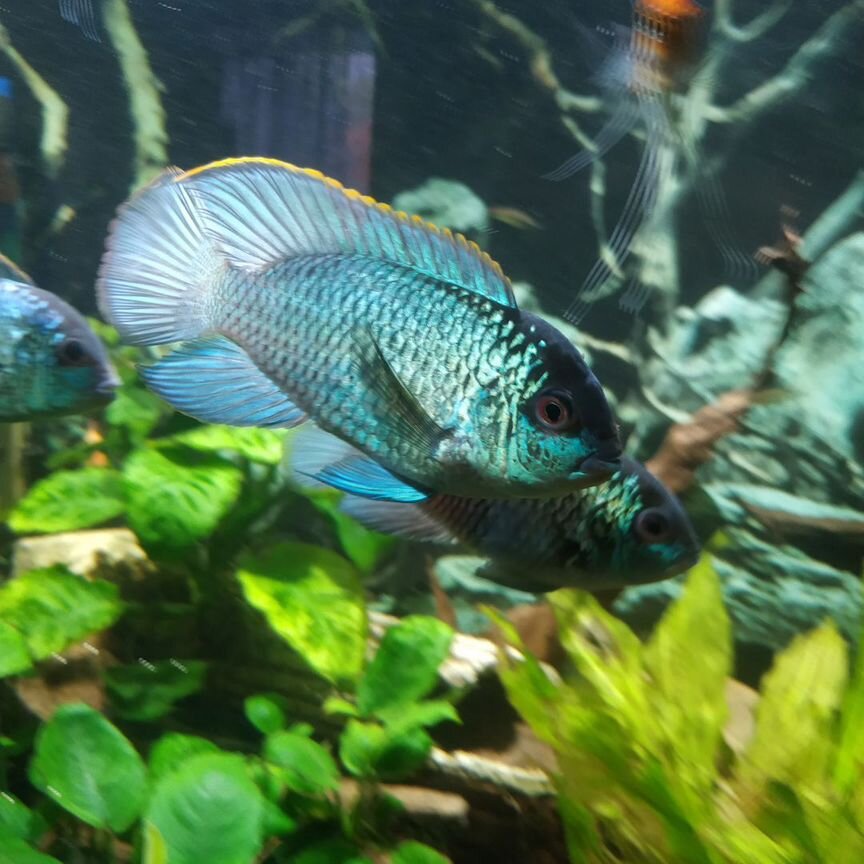 Аквариумные рыбки