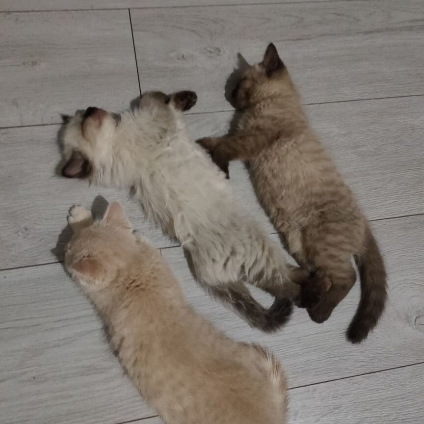 Отдам котят в добрые руки