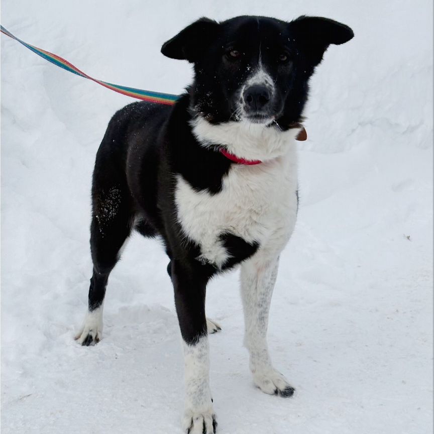 Взрослая собака в добрые руки