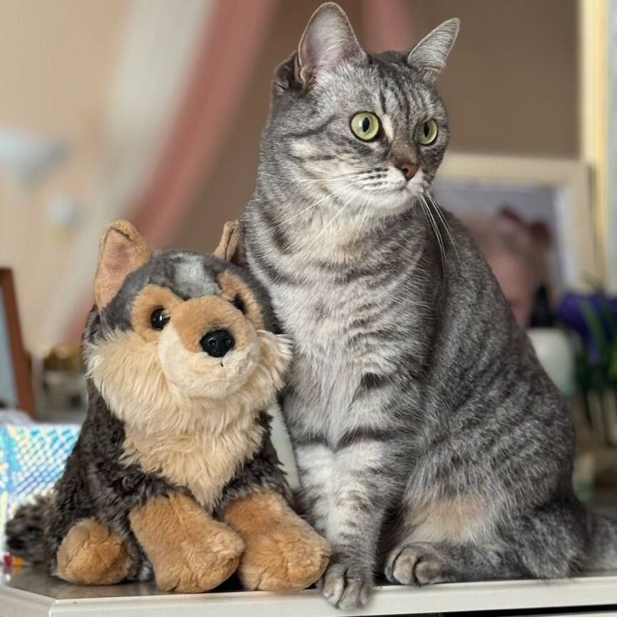 Шотландская кошка 2 года