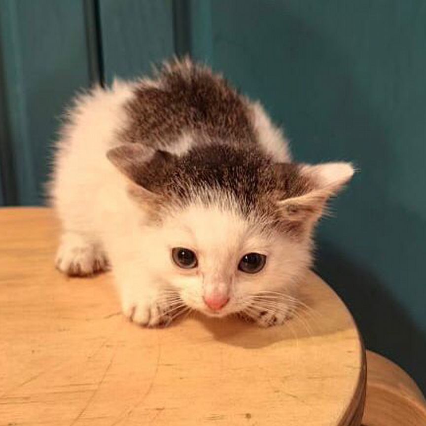 Котята 1,5 мес
