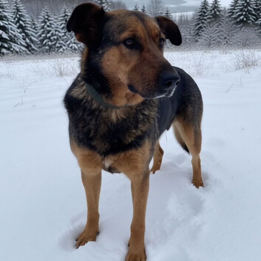 Взрослая собака в добрые руки