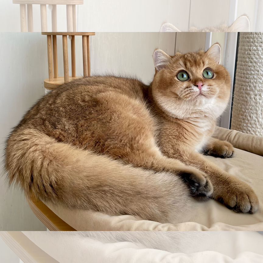 Британский кот. Вязка