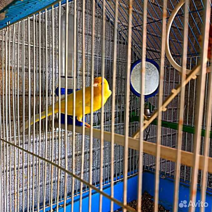 Канарейки певчие птицы