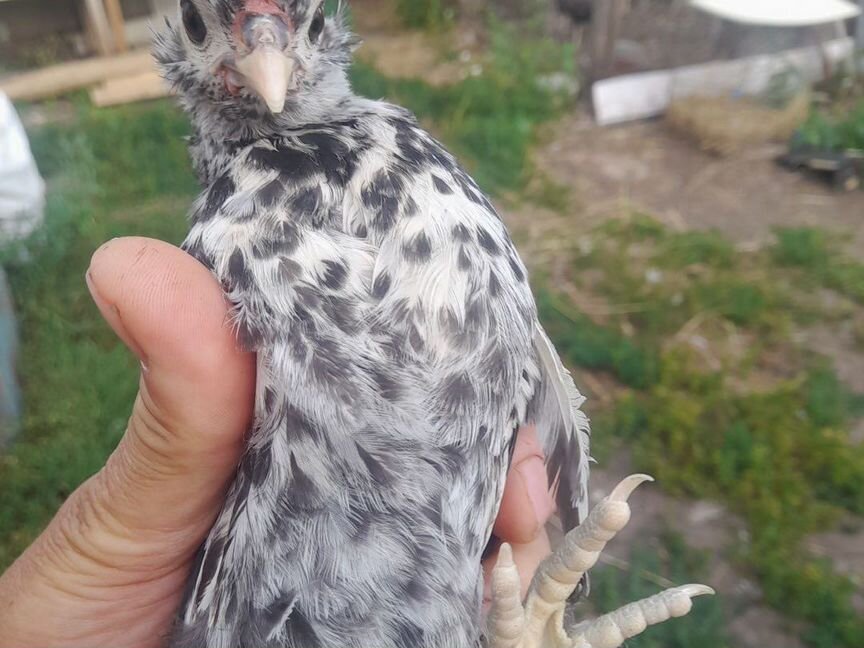 Куры несушки