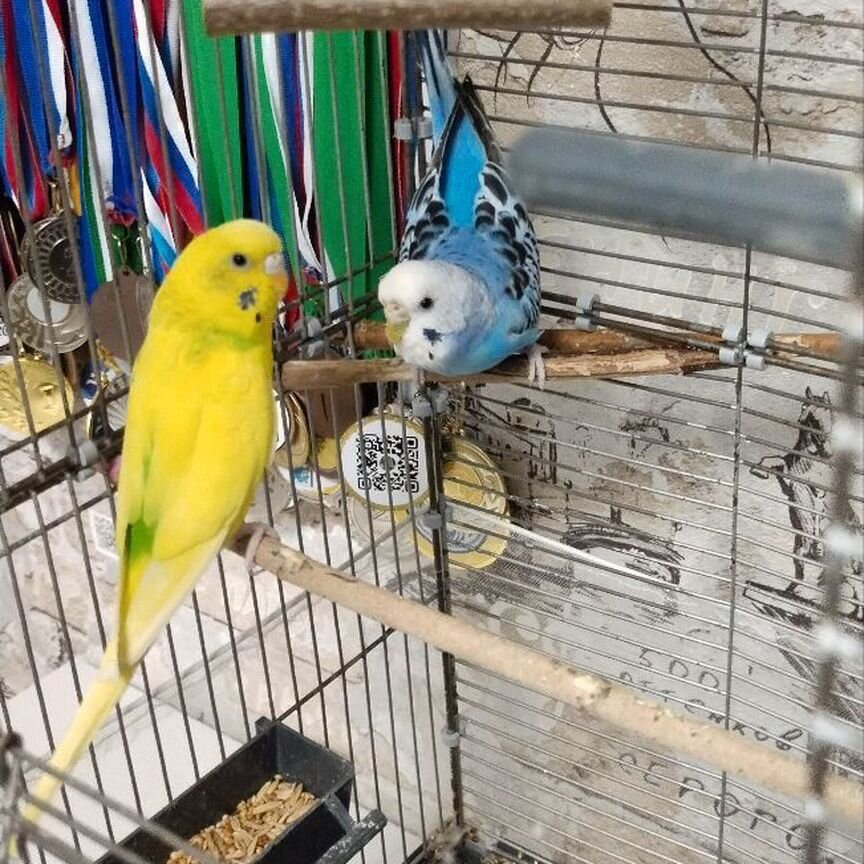 Попугаи с клеткой