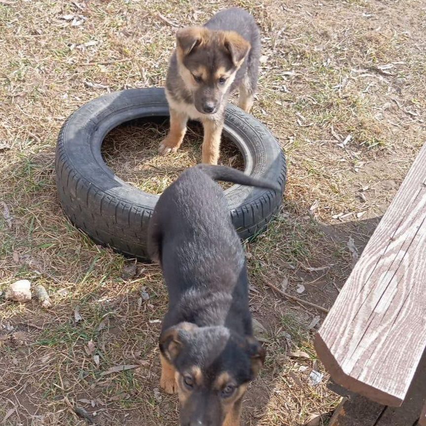 Щенки в добрые руки
