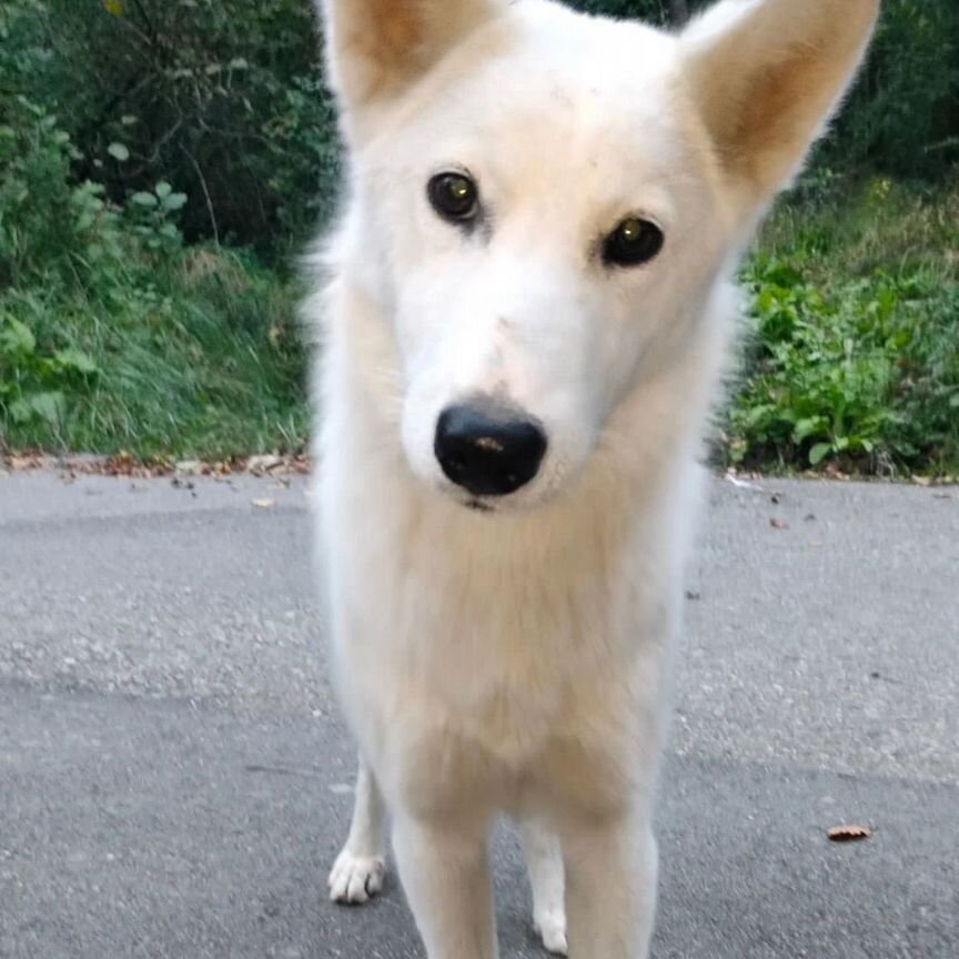 Собака в добрые руки