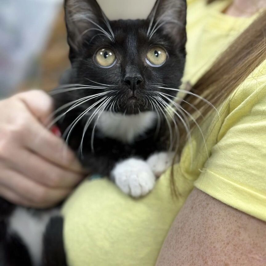 Котенок устал ждать маму