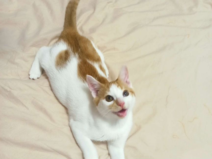 Самый милый котенок