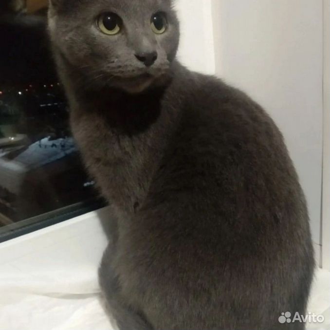 Кошечка Шарлиз