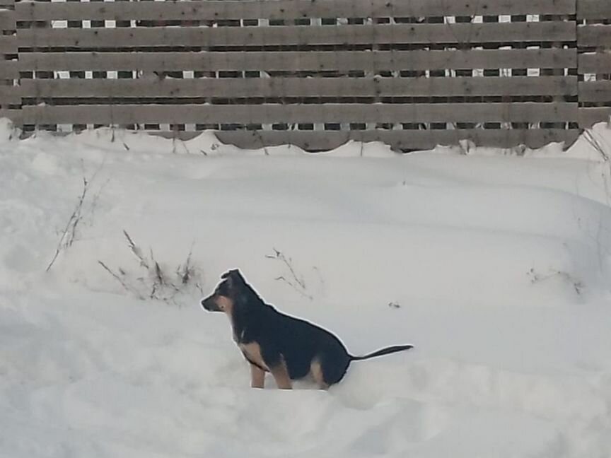 Собака в добрые руки отдам бесплатно