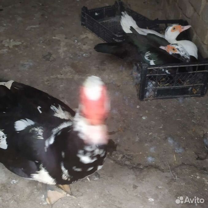 Мускусные утки индоутки индоутята