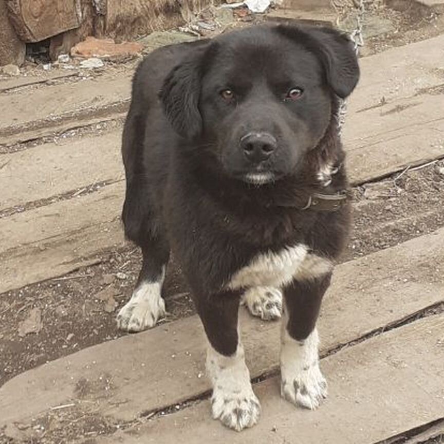 Собака кабель