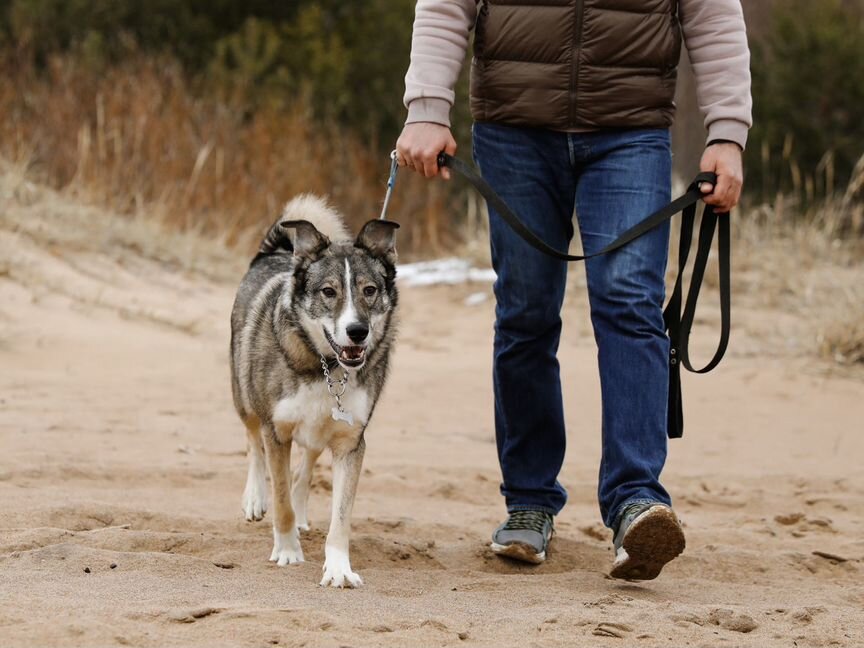 Пёс ищет дом