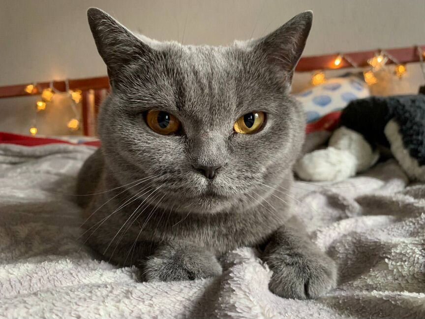 Британская кошечка в добрые руки