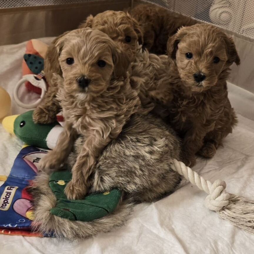 Мальтипу, щенок