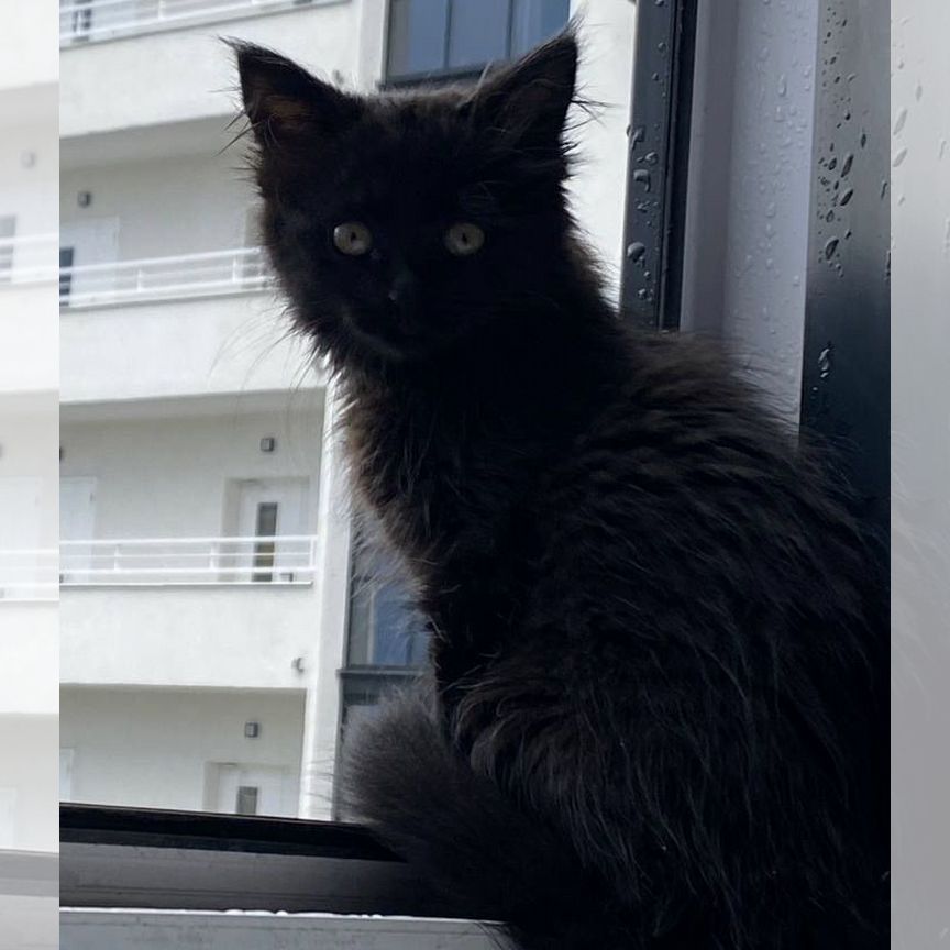 Котенок девочка в добрые руки
