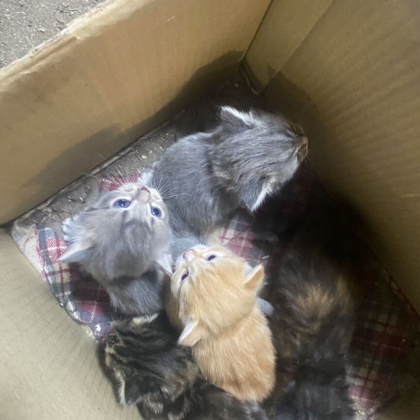 Котята