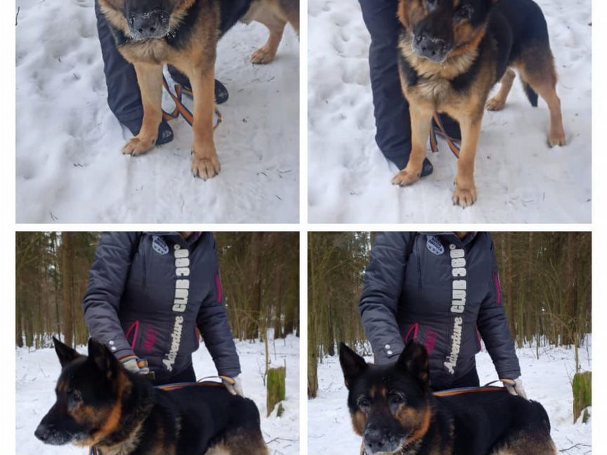 Немецкая овчарка