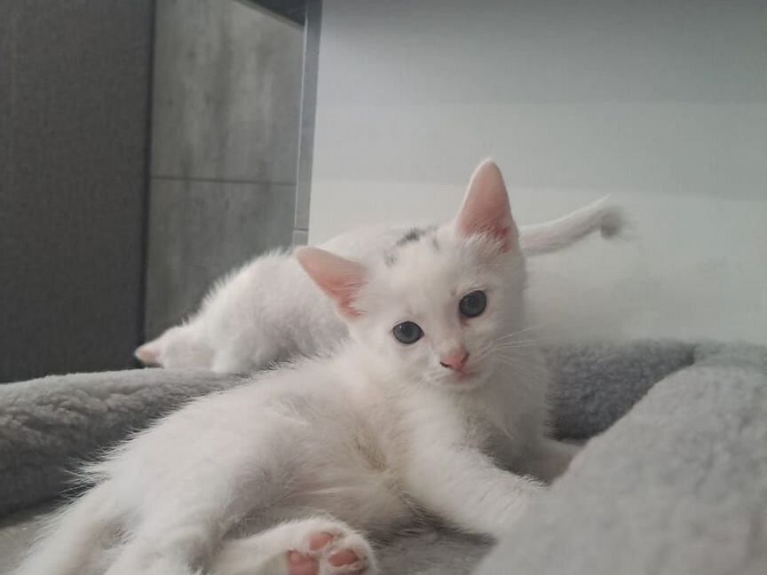 Котята девочка и мальчик, отдам в хорошие руки
