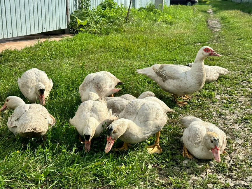 Индоутки и селезни