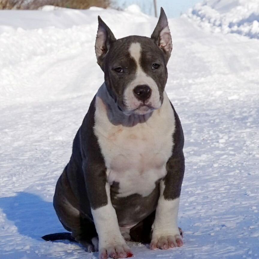 Американский стаффордширский терьер, щенок