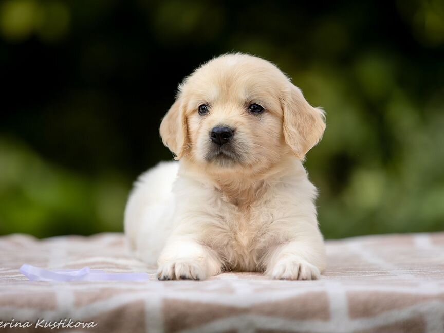 Щенки золотистого ретривера