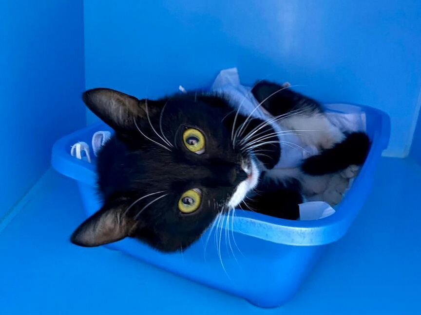 Нежный котенок Муся в поисках дома
