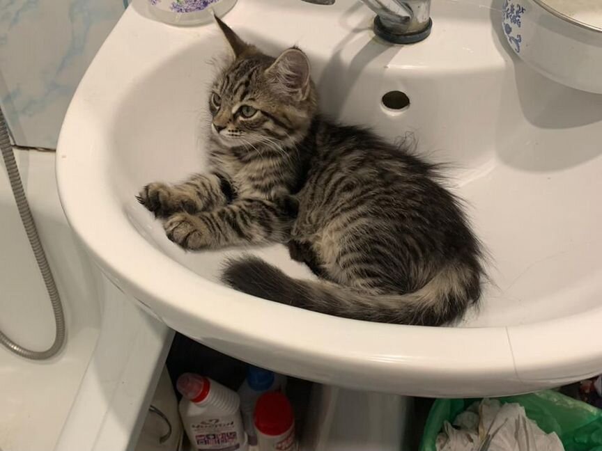 Мои любимки