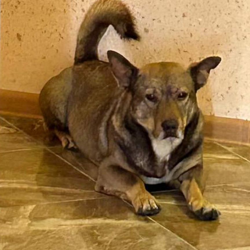 Взрослый пёс в добрые руки